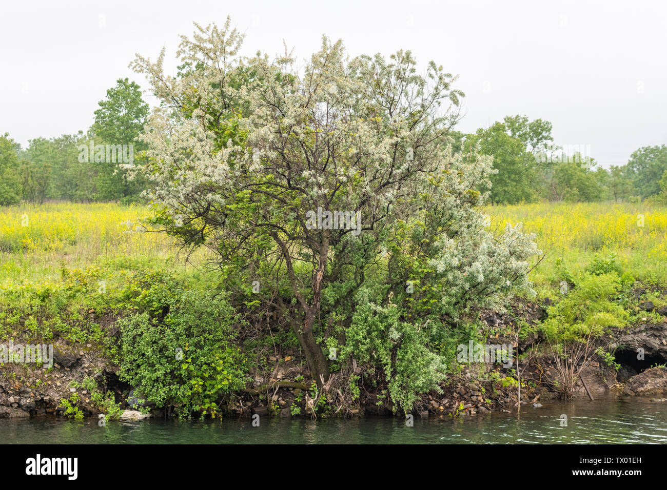 Nature intersecting with industry on the bank of the Calumet River ...