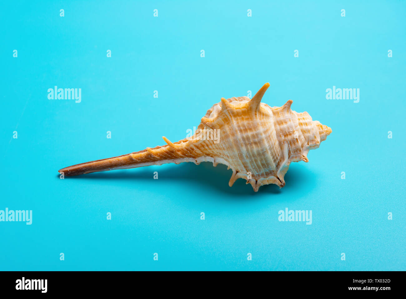 conch shell on a blue background Stock Photo - Alamy