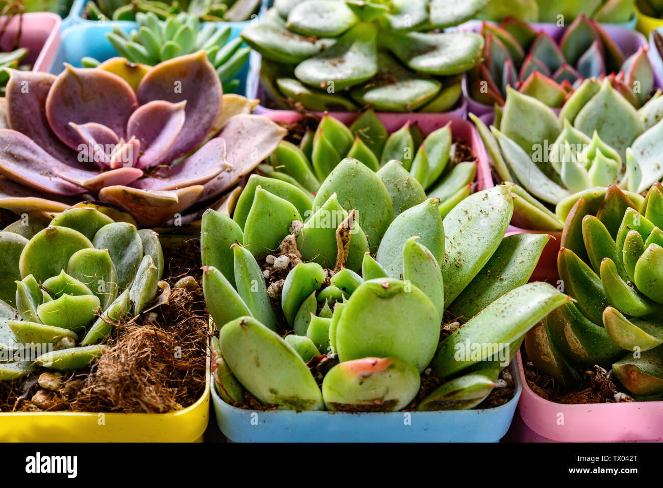 side view different kinds of succulent plants Stock Photo - Alamy