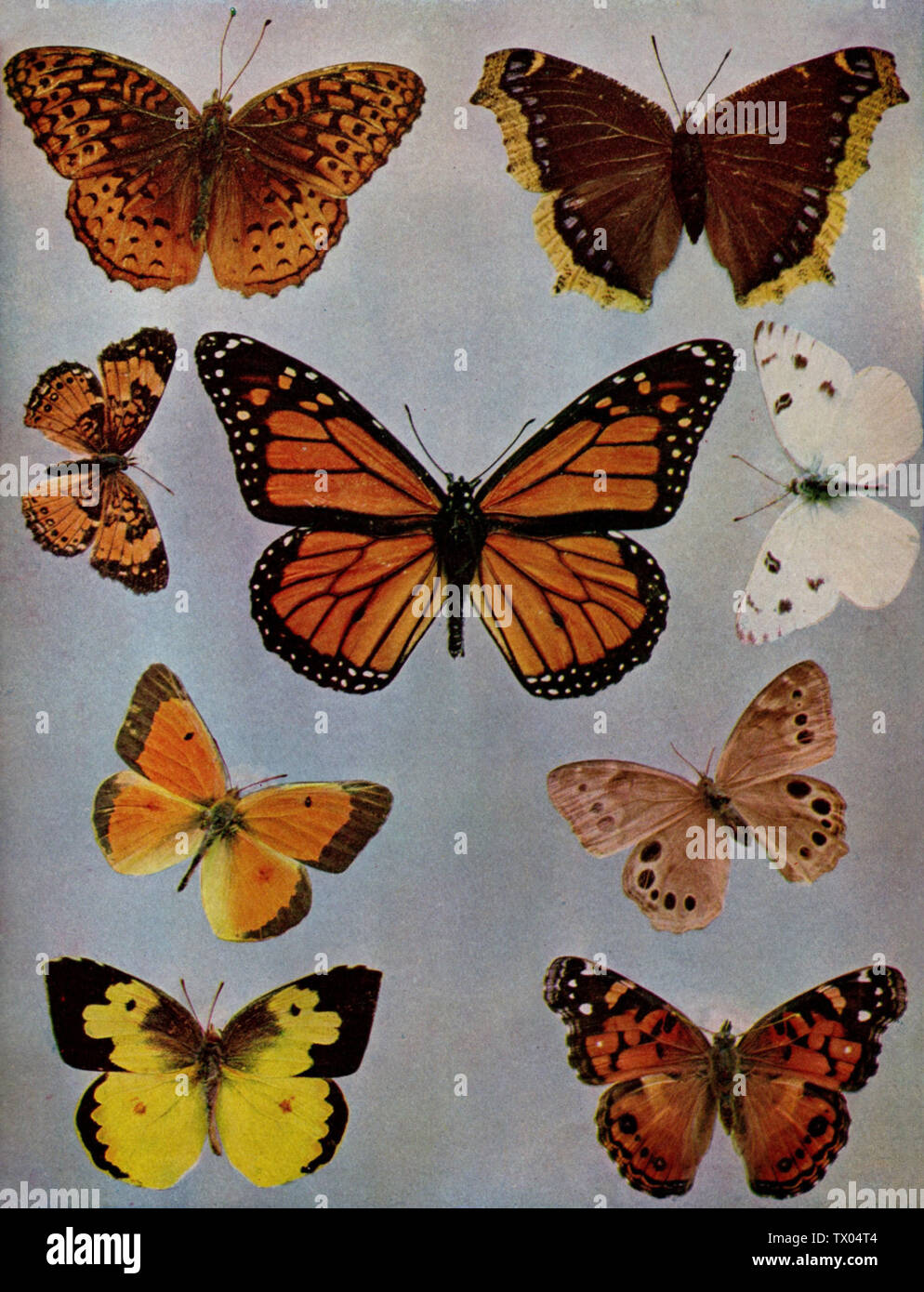 Pieris protodice pontia protodice hi-res stock photography and images ...