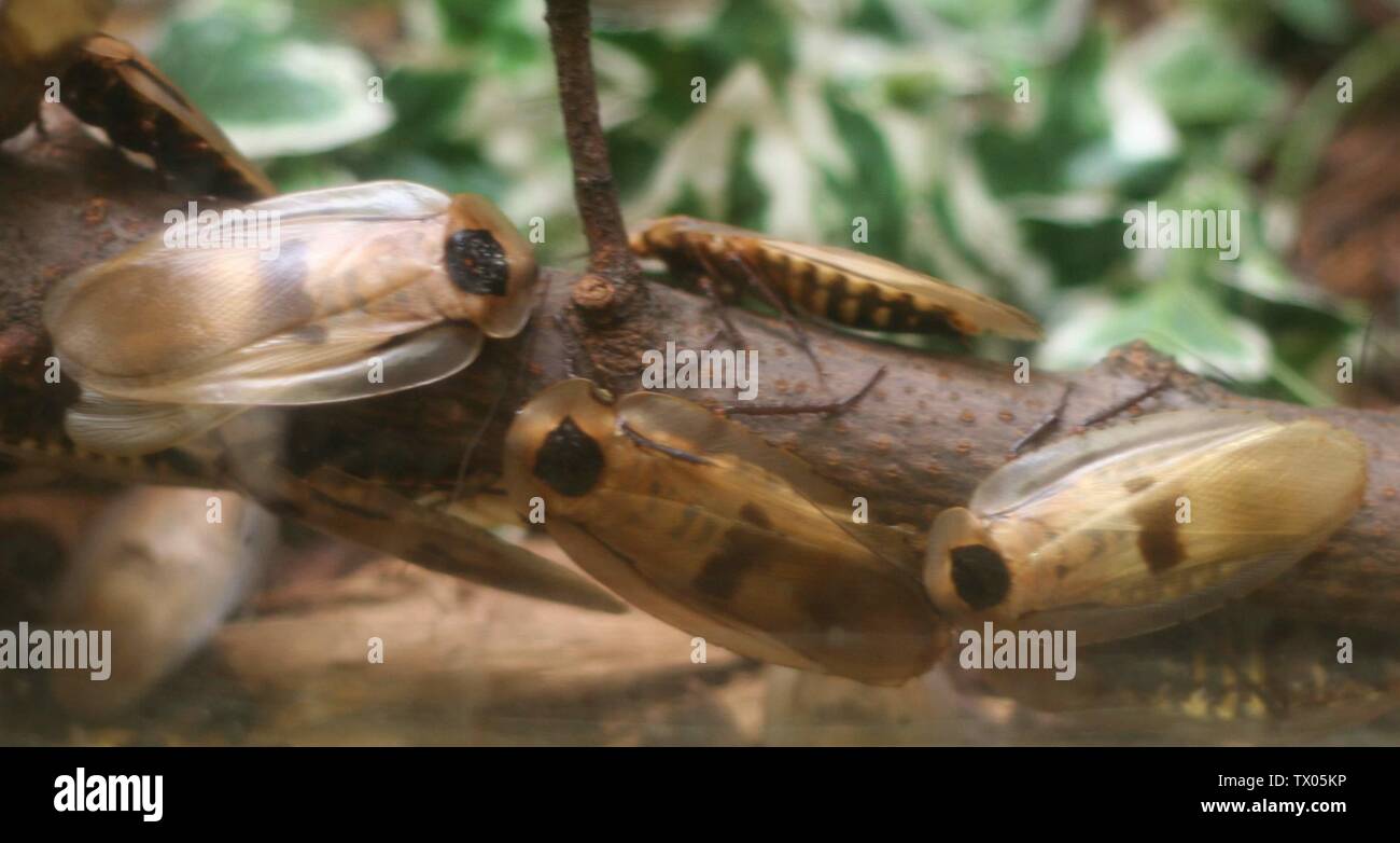 Giant cockroaches w hi-res stock photography and images - Alamy
