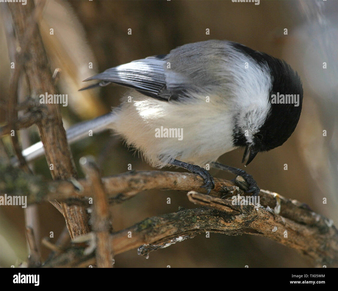 Black capped chickadees hi-res stock photography and images - Alamy