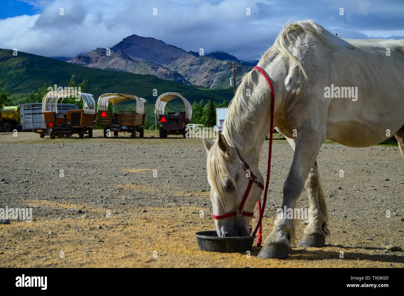 Percheron horse hi-res stock photography and images - Alamy
