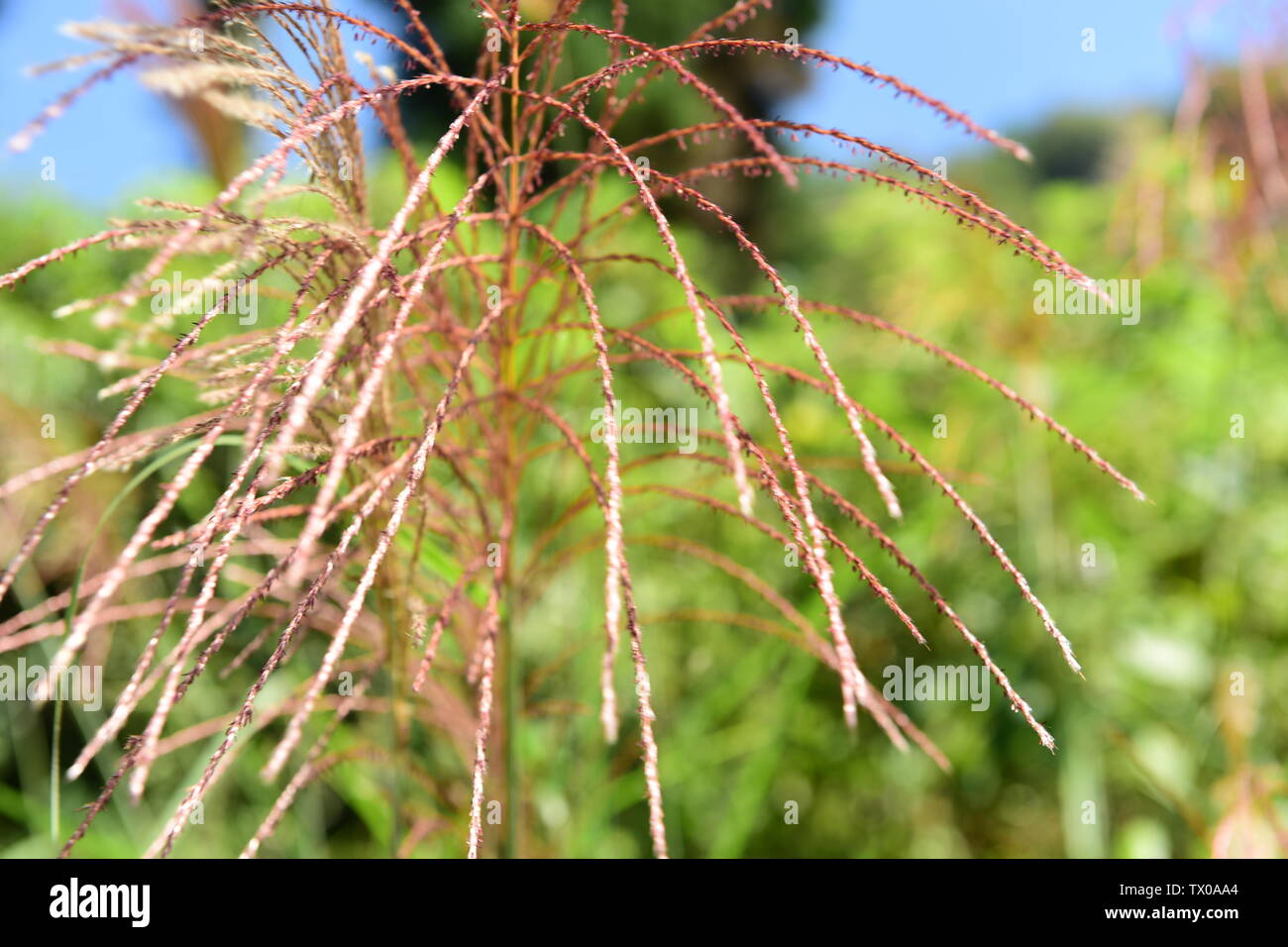 Reed hd hi-res stock photography and images - Alamy