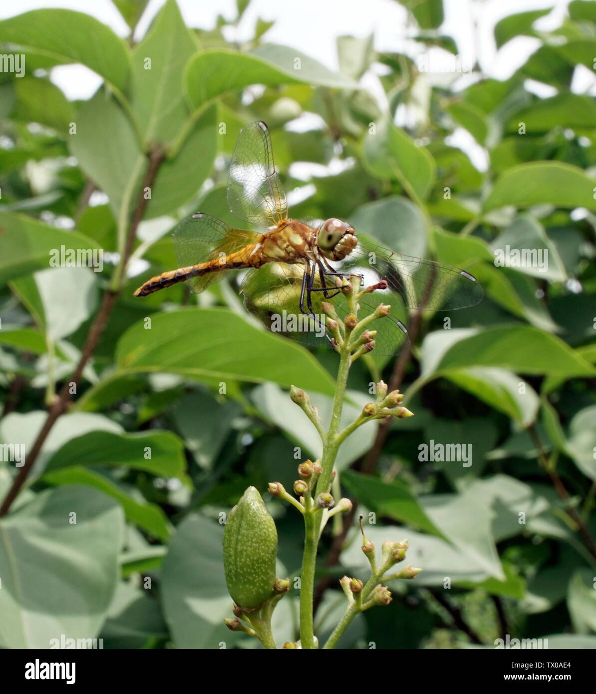 dragonfly perched on a lilac stem Stock Photo - Alamy