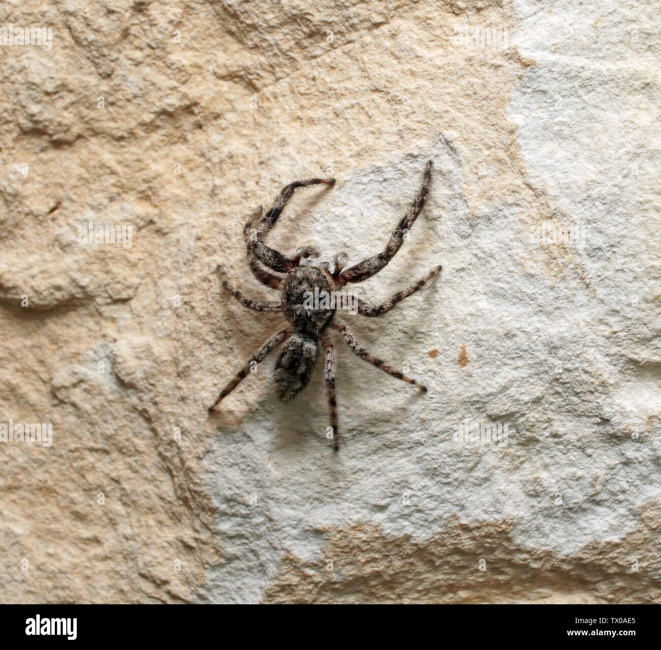 Spider on rock wall hi-res stock photography and images - Alamy