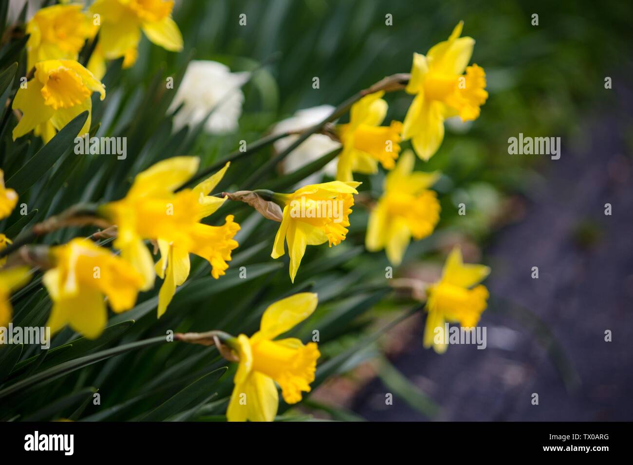 Primula veris aka cowslip type of yellow flowers growing in a forest ...