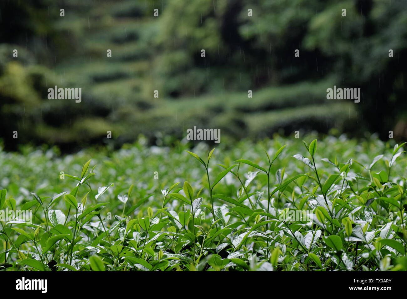 Scenic rock tea picking in Wuyishan tea garden Stock Photo - Alamy