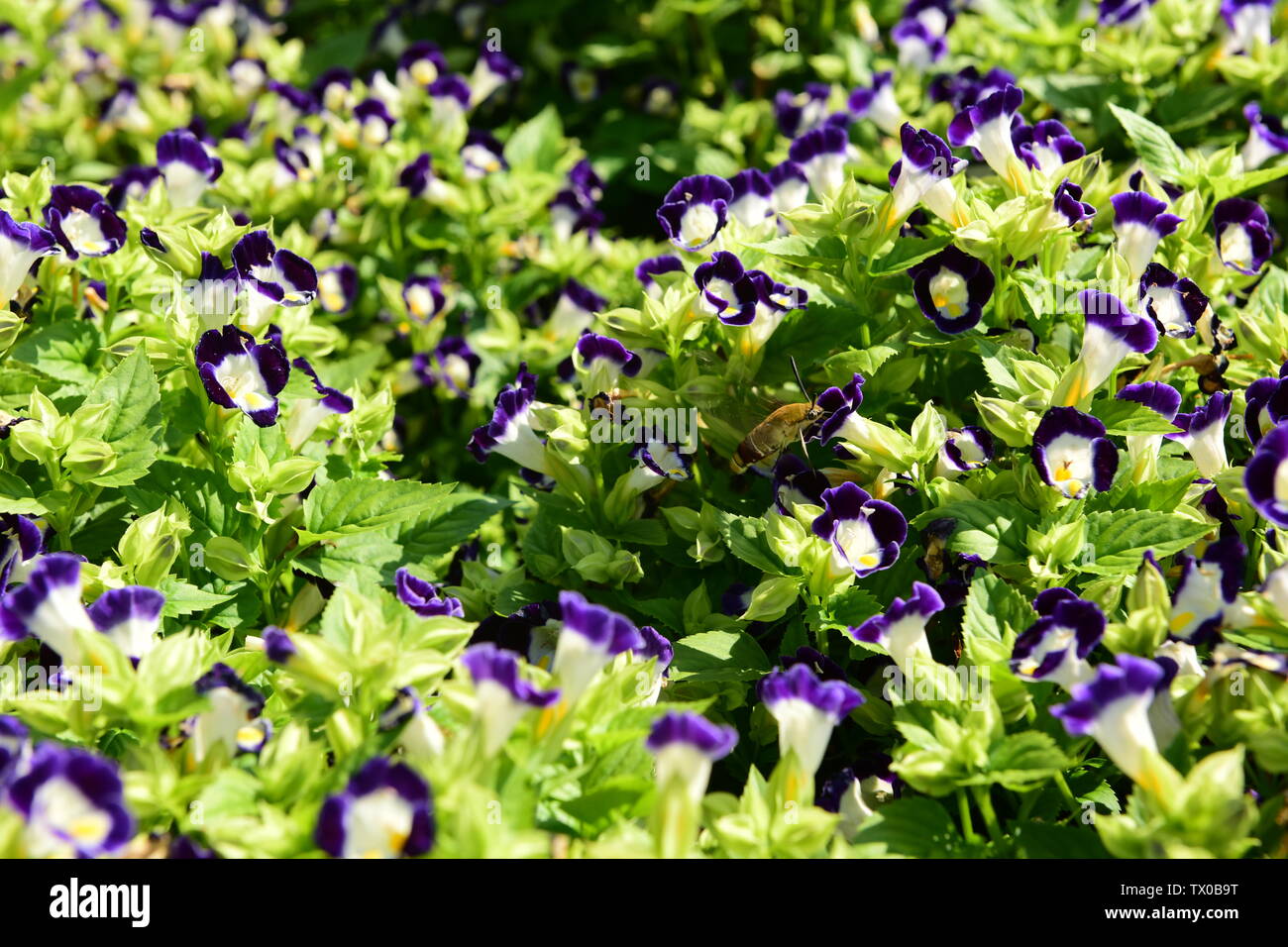 Blue pig's ear floral Stock Photo - Alamy