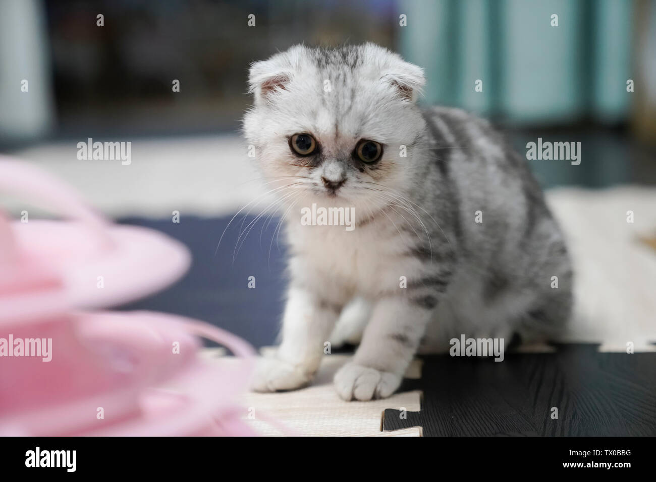 Baby ear fold hi-res stock photography and images - Alamy