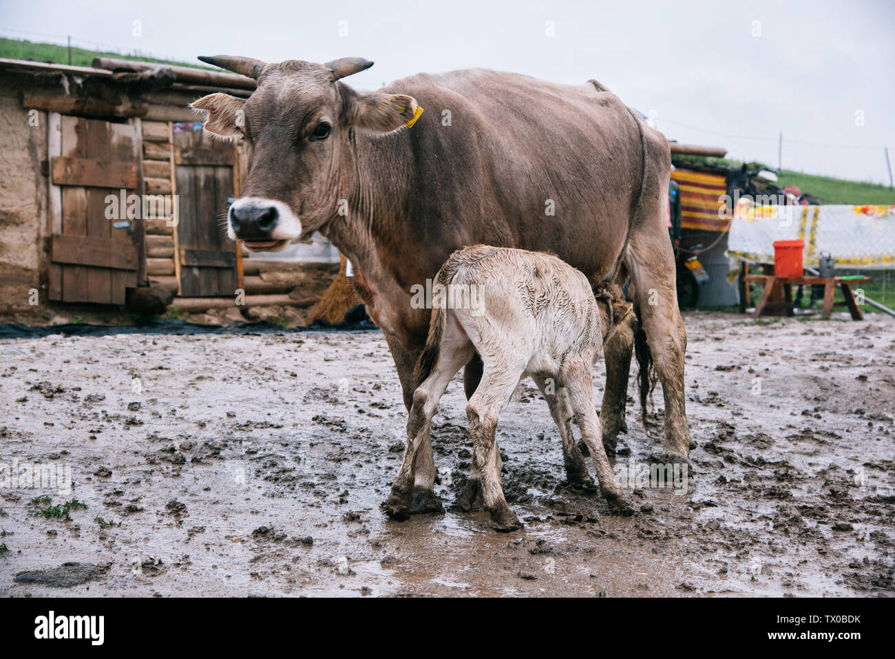 Milk calf in the mud Stock Photo - Alamy