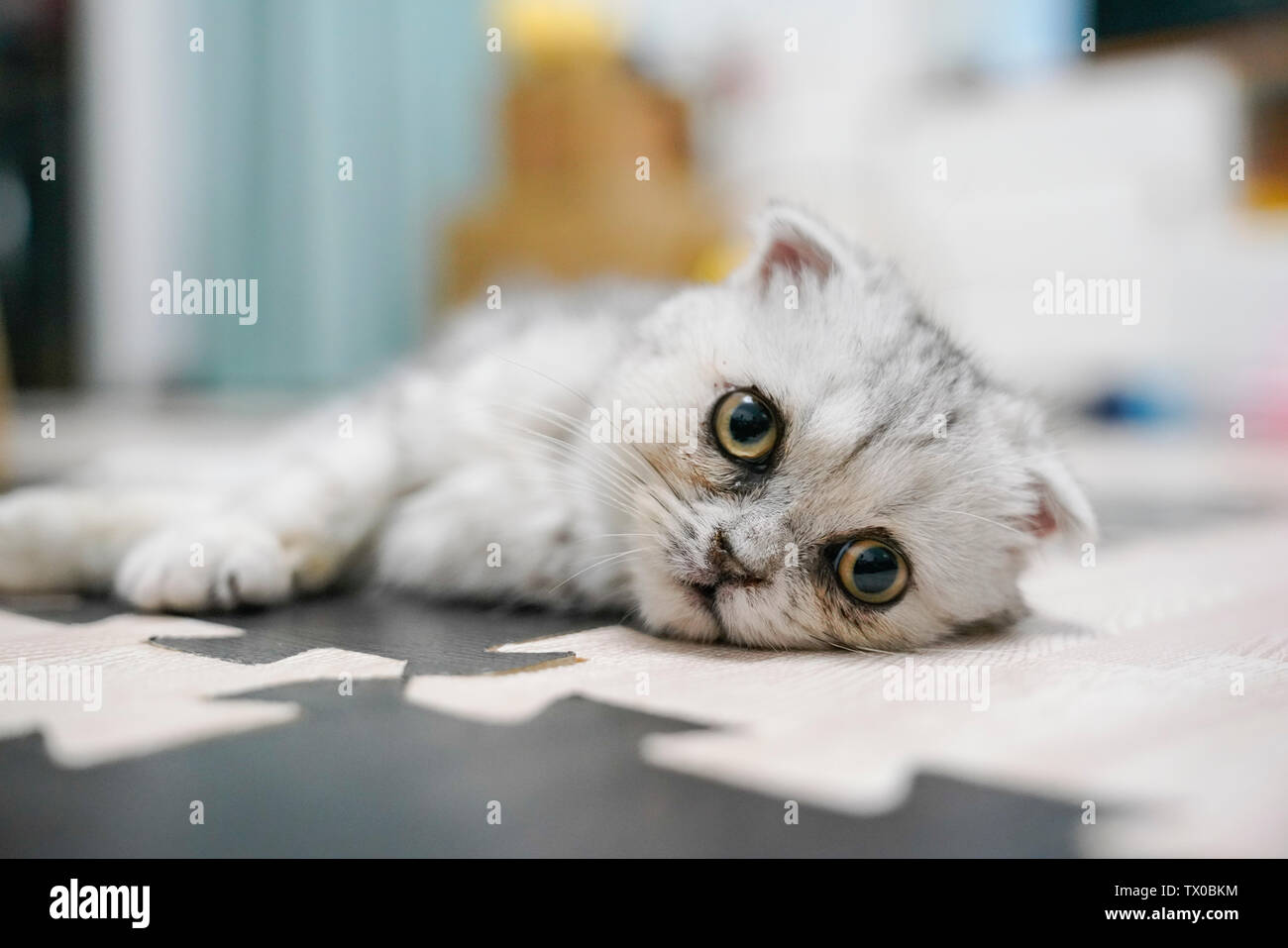 Fold-ear cat kitten cub Stock Photo - Alamy
