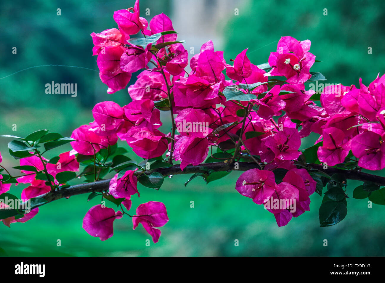 Triangular plum hi-res stock photography and images - Alamy