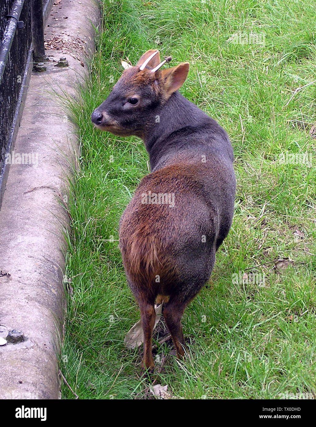 Eats leaves hi-res stock photography and images - Alamy