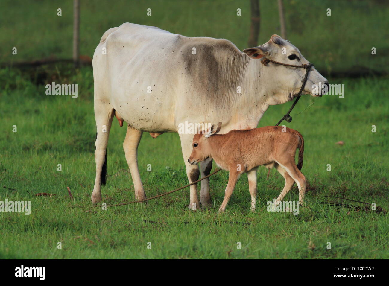 Cow and calf in the farm Stock Photo - Alamy