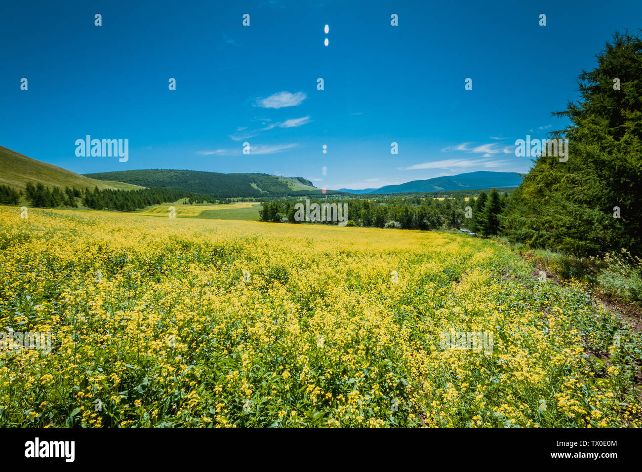 The flowers and grass of Alshan Stock Photo - Alamy
