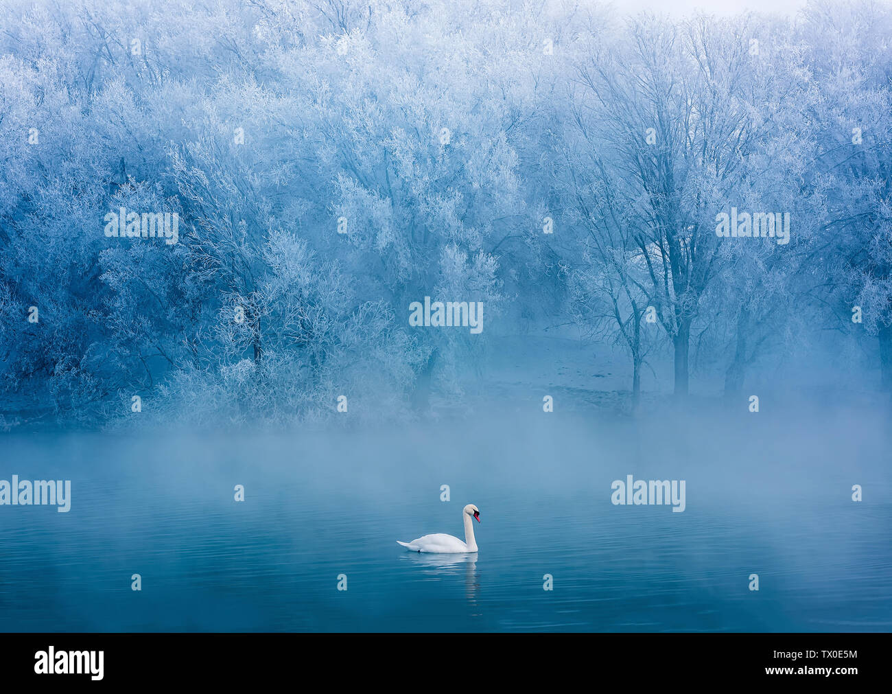 Swan spring scenery in Yili, Xinjiang Stock Photo - Alamy
