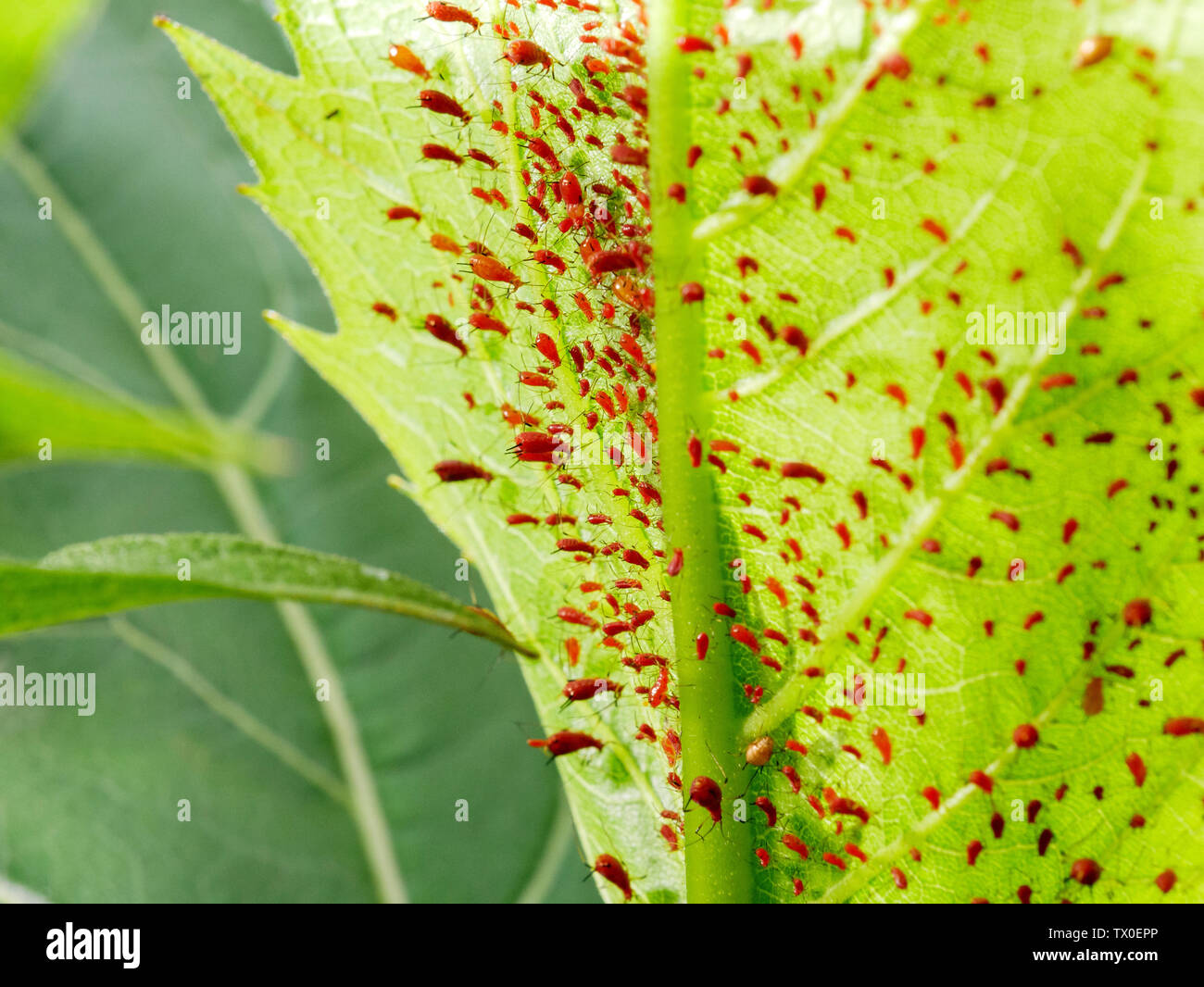 Aphids hi-res stock photography and images - Alamy