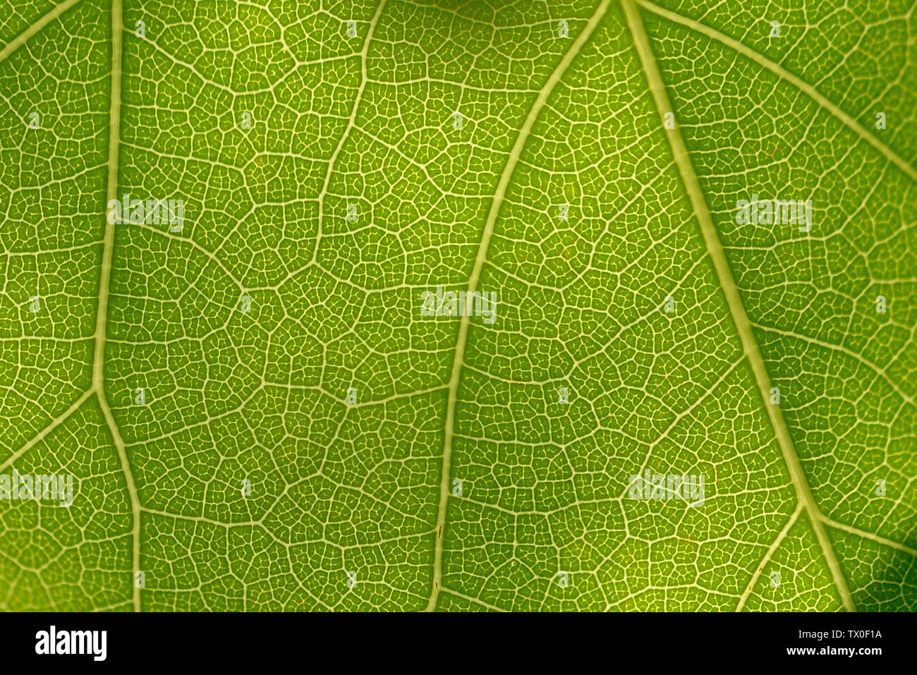 Leaf veins texture Stock Photo - Alamy