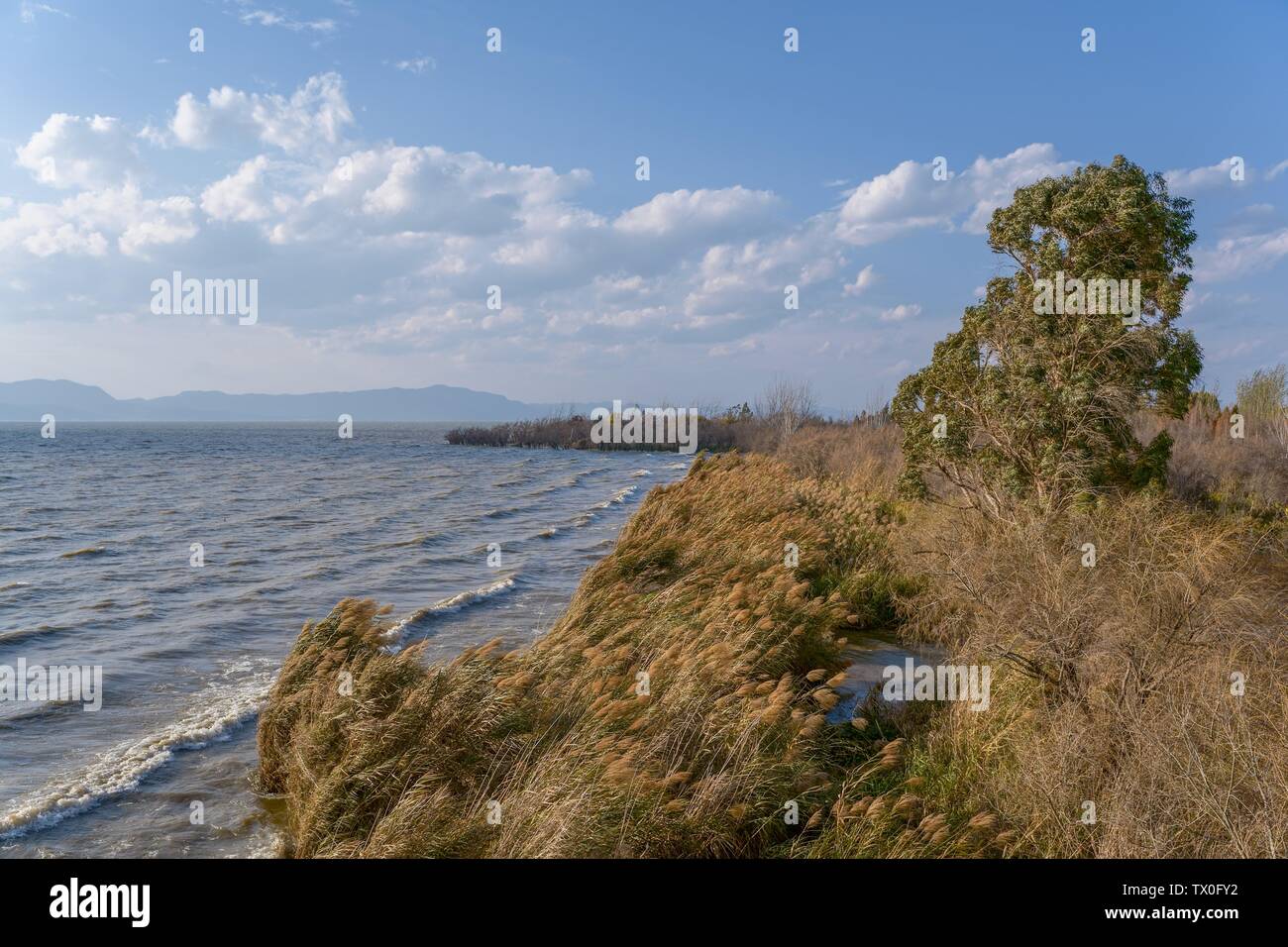 Dianchi Lake Lakeside Reed Forest Wetland Park Stock Photo - Alamy