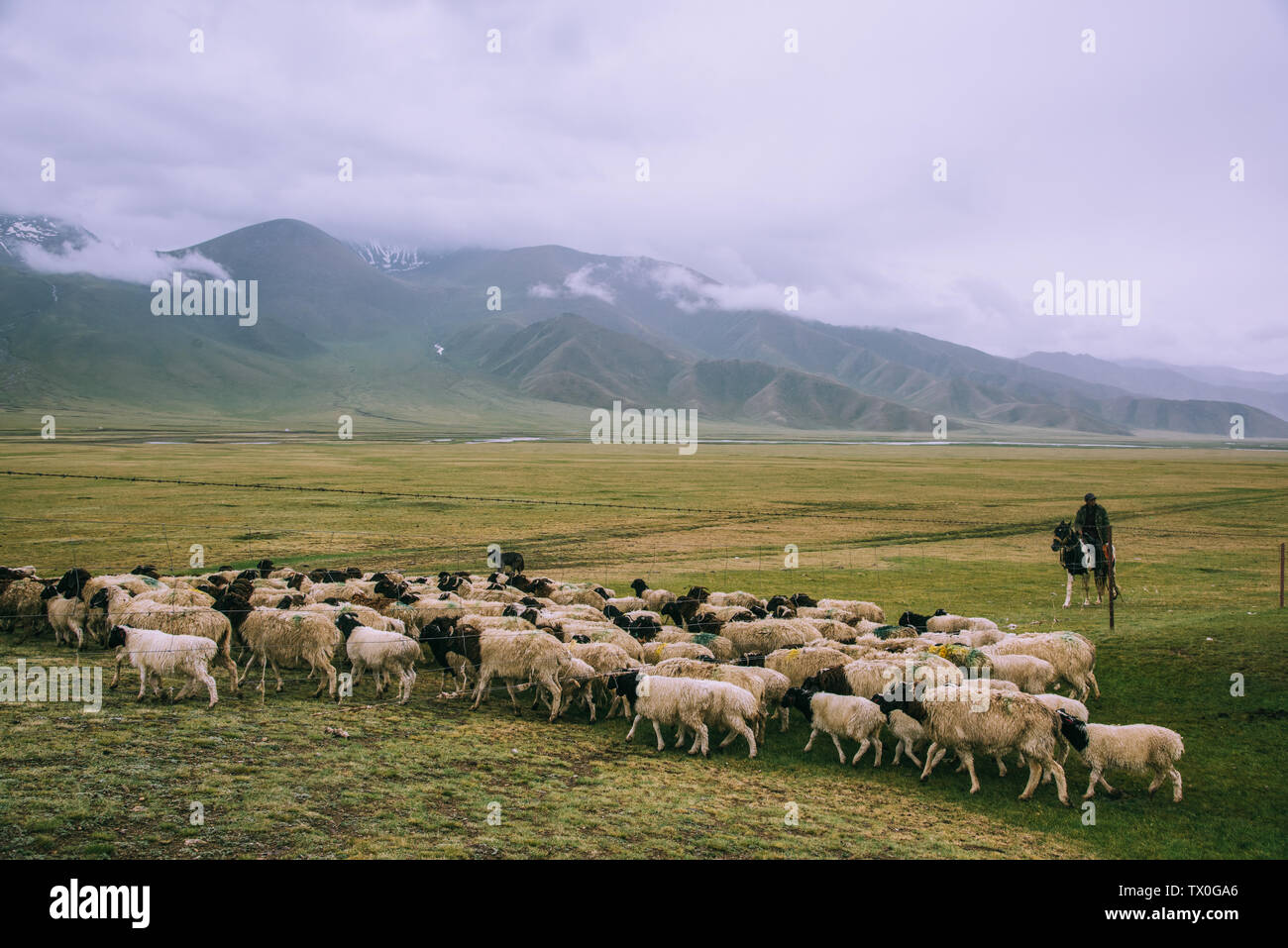 Beautiful prairie and flock Stock Photo - Alamy