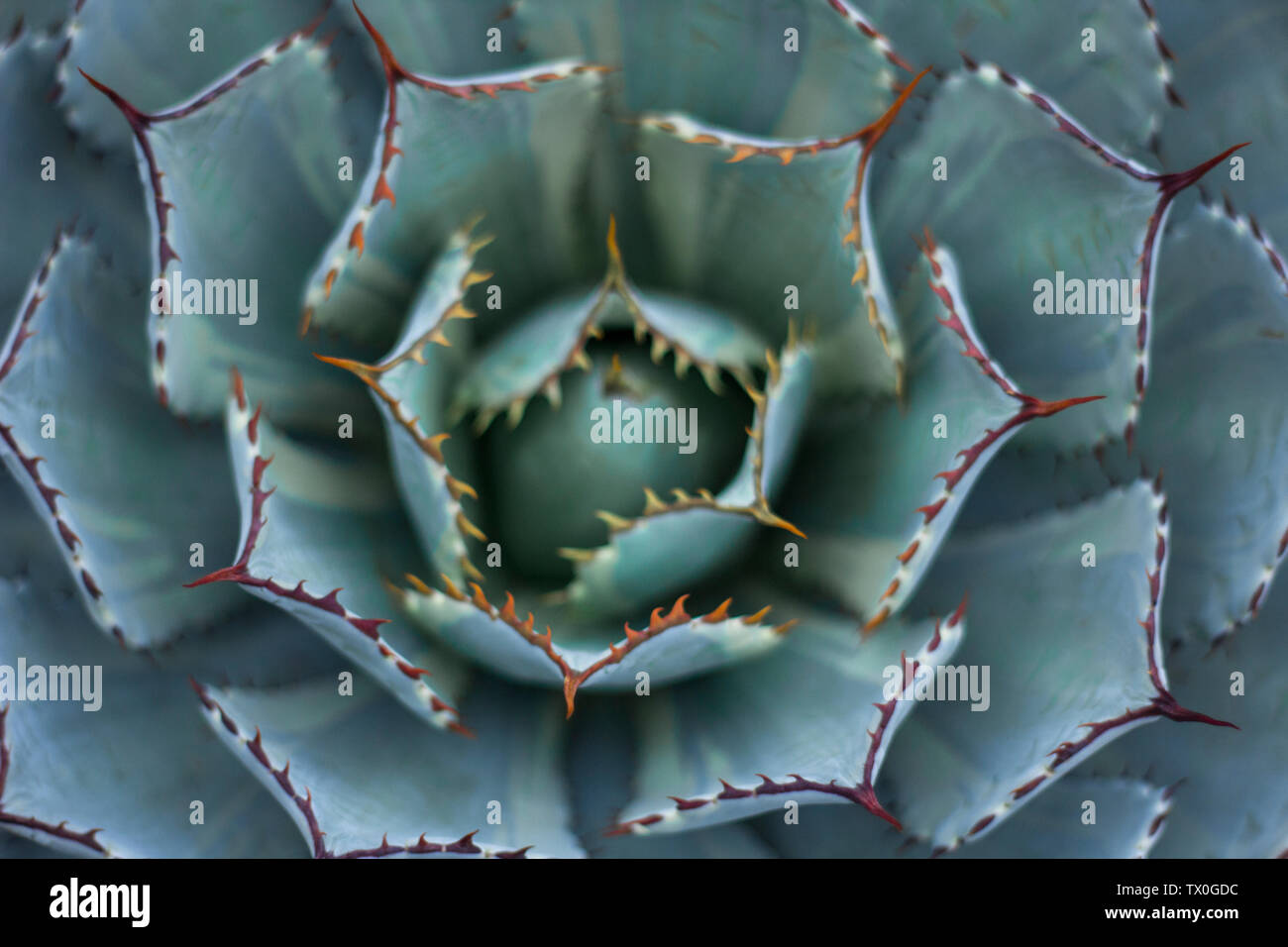 Stone lotus fleshy Stock Photo - Alamy