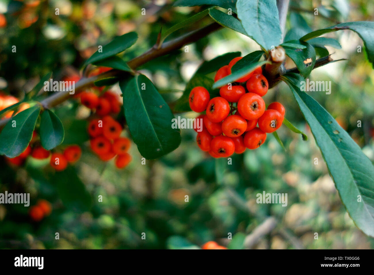 Fire thorn fruits hi-res stock photography and images - Alamy