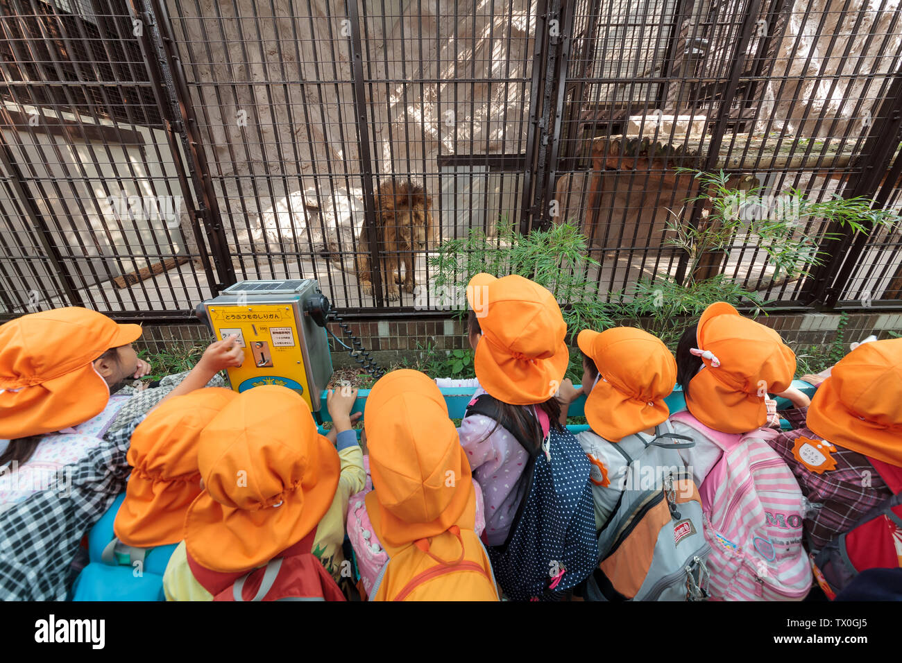 Japanese elementary school age children crowd around a small cage to ...