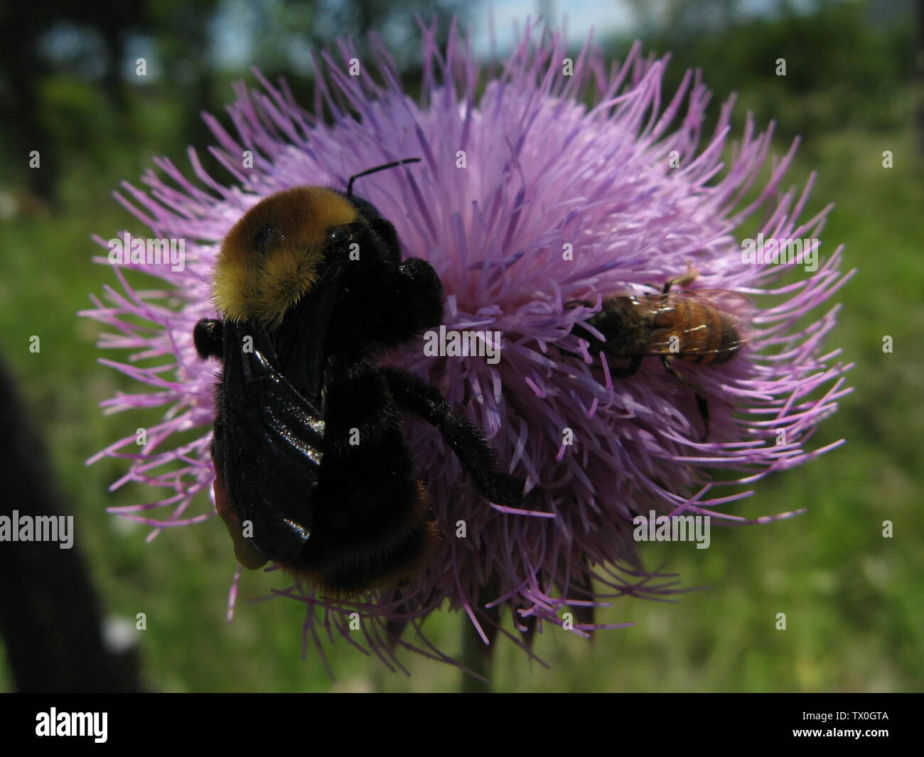 Leptictidium hi-res stock photography and images - Alamy