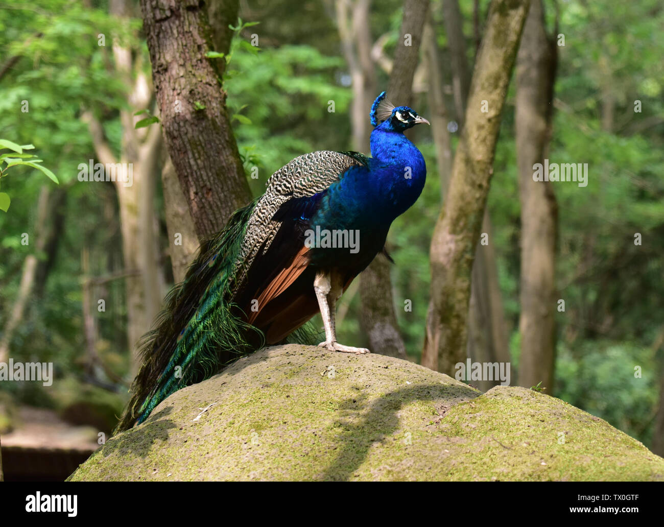 Tieshan hi-res stock photography and images - Alamy