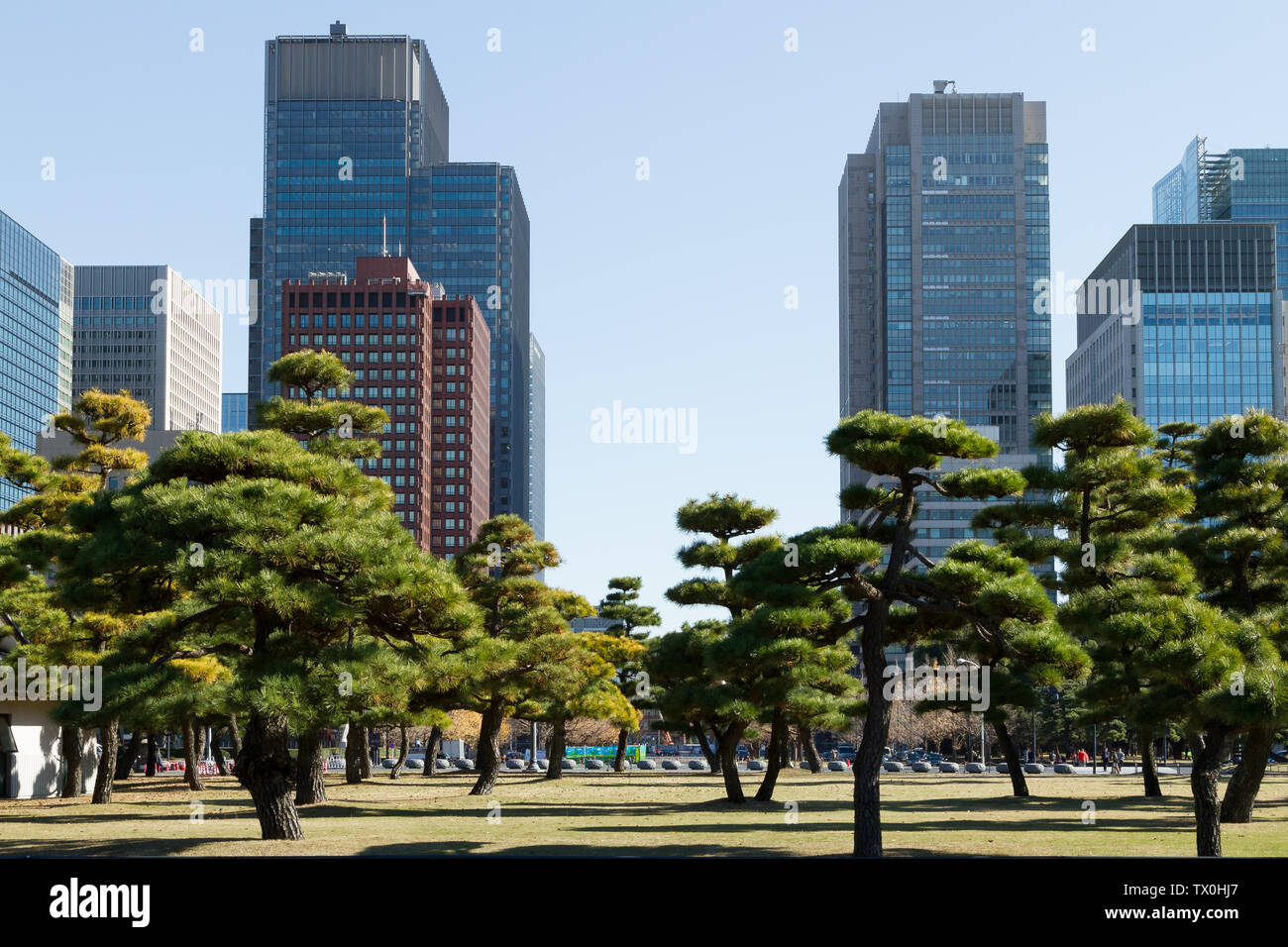 Skyscrapers in the Marunouchi area of Tokyo behind trees in the Kokyo ...