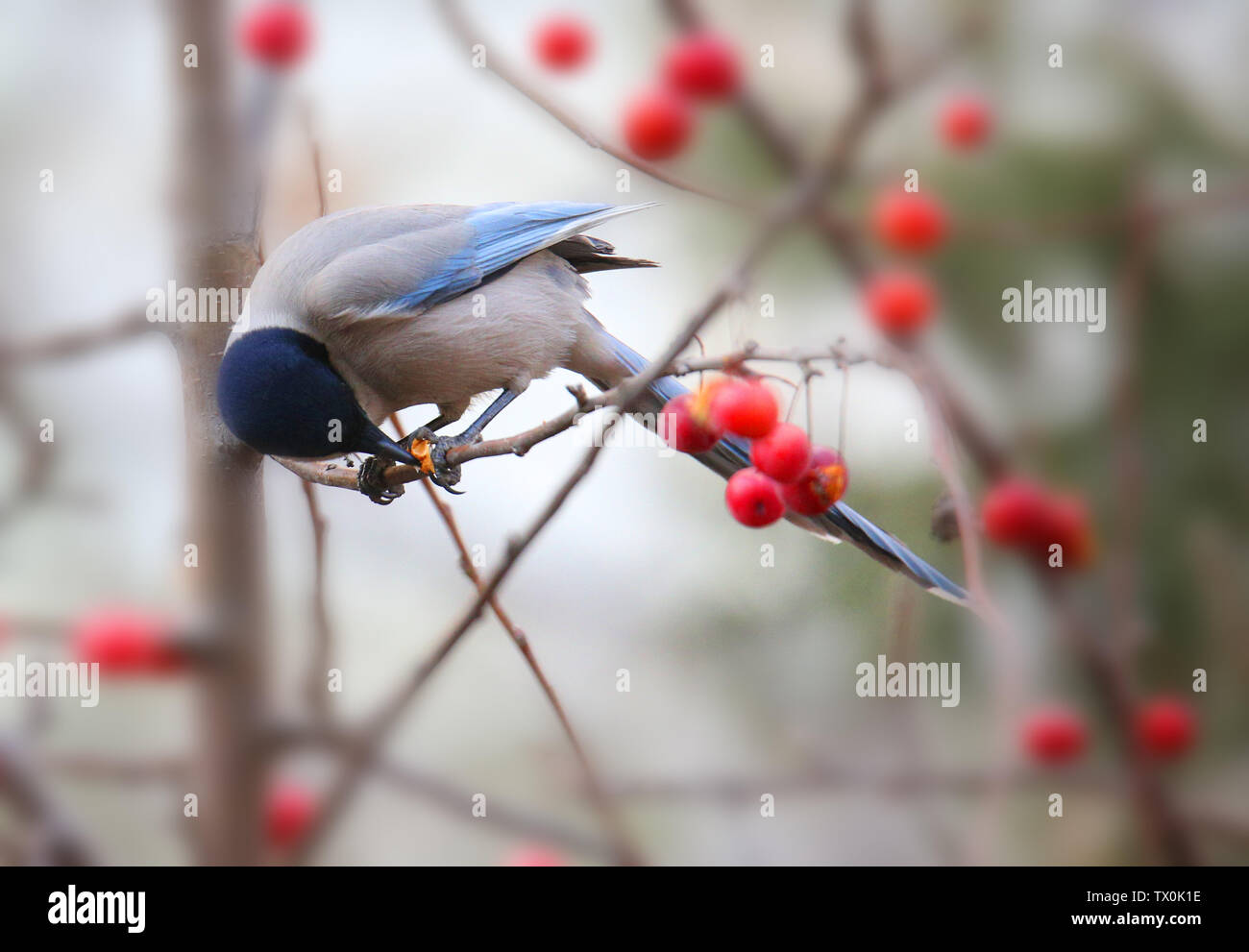 Three of the foraging birds Stock Photo - Alamy