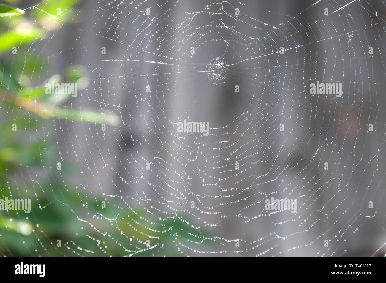 a large web covered with sparkling drops of water Stock Photo - Alamy