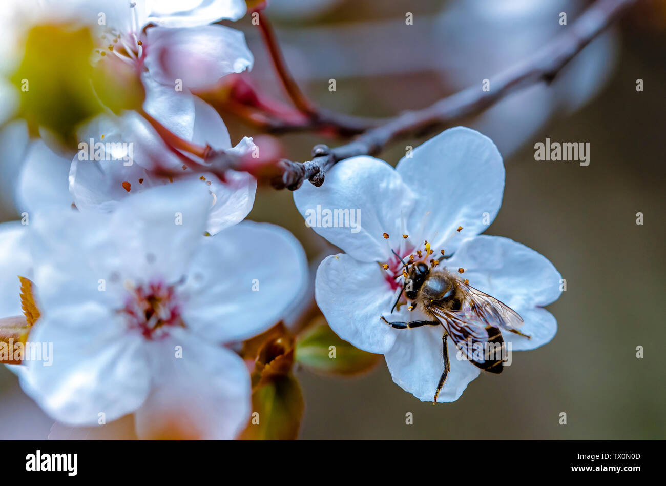 Micro insects hi-res stock photography and images - Alamy