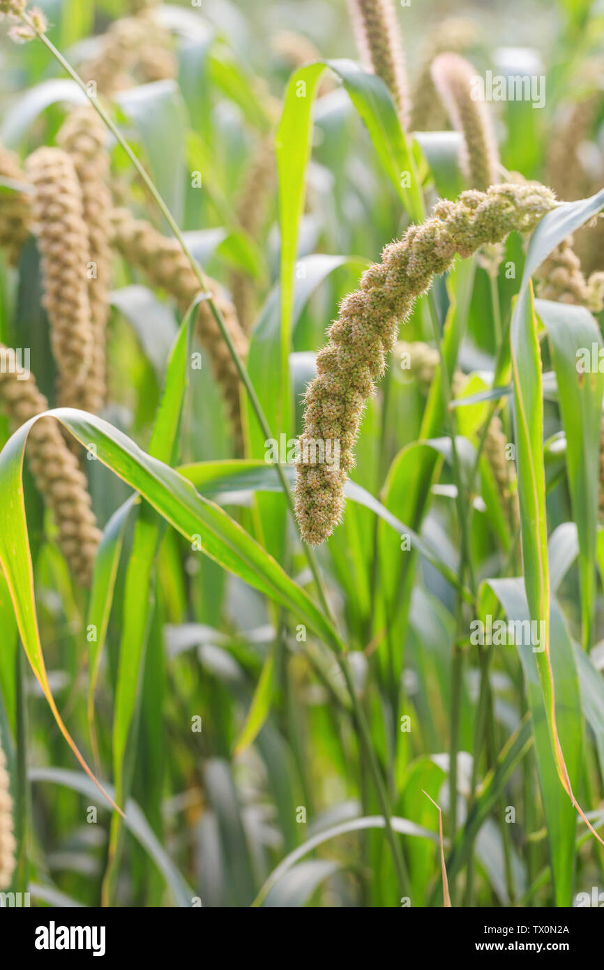 The millet grown in the field Stock Photo - Alamy