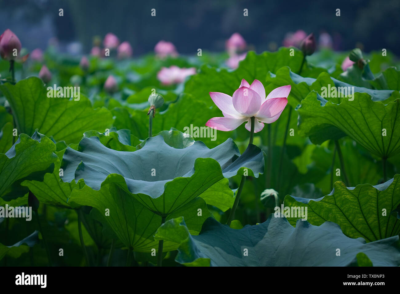 Chinese waterlily hi-res stock photography and images - Alamy