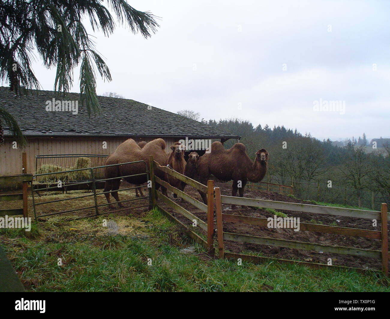 Parodi High Resolution Stock Photography and Images - Alamy