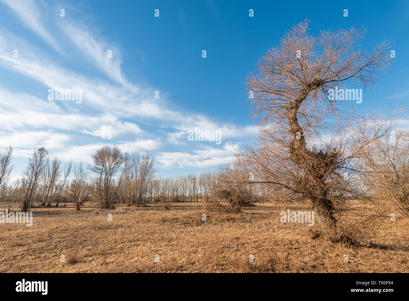 Field woods under blue sky and white clouds in Tongliao, Inner Mongolia ...