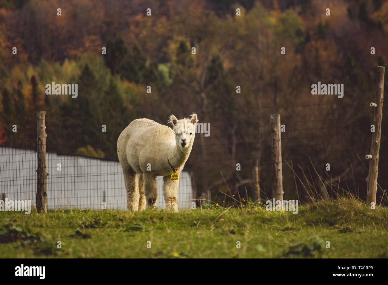 Llama behind the fence hi-res stock photography and images - Alamy