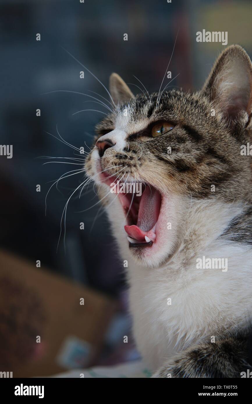 Feeling fur hi-res stock photography and images - Alamy