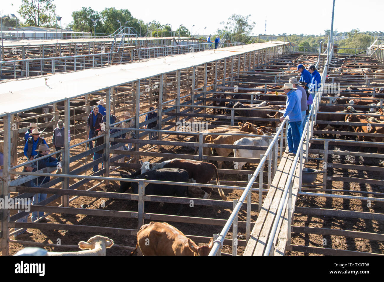 Cattle mustering, Central Queensland Stock Photo - Alamy