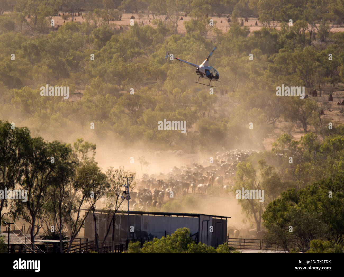 Australia mustering cattle helicopter hi-res stock photography and ...