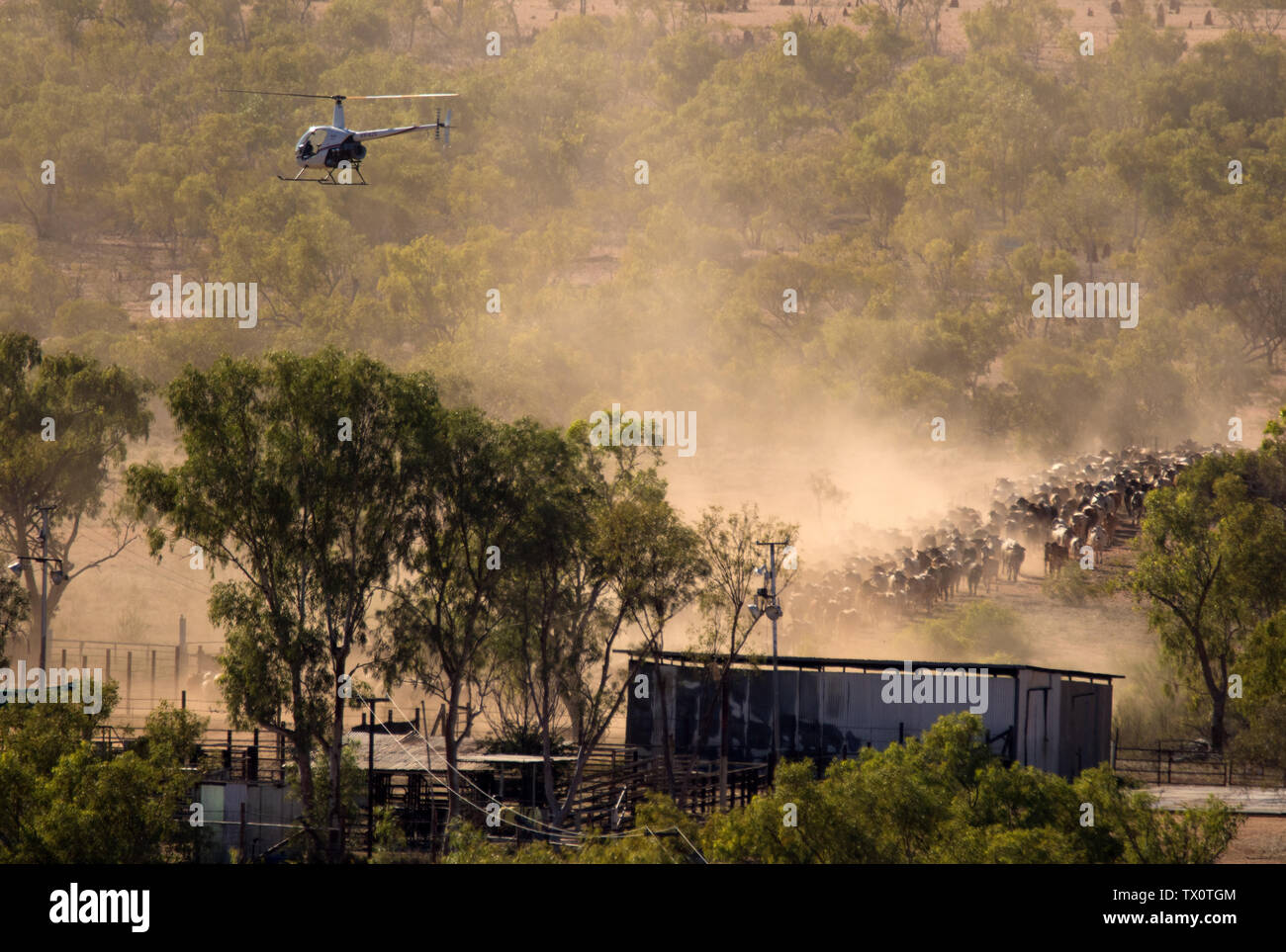 Cattle mustering, Central Queensland Stock Photo - Alamy