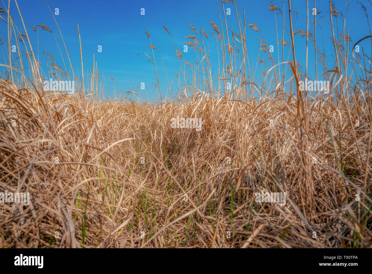 A cluttered wheat field Stock Photo - Alamy