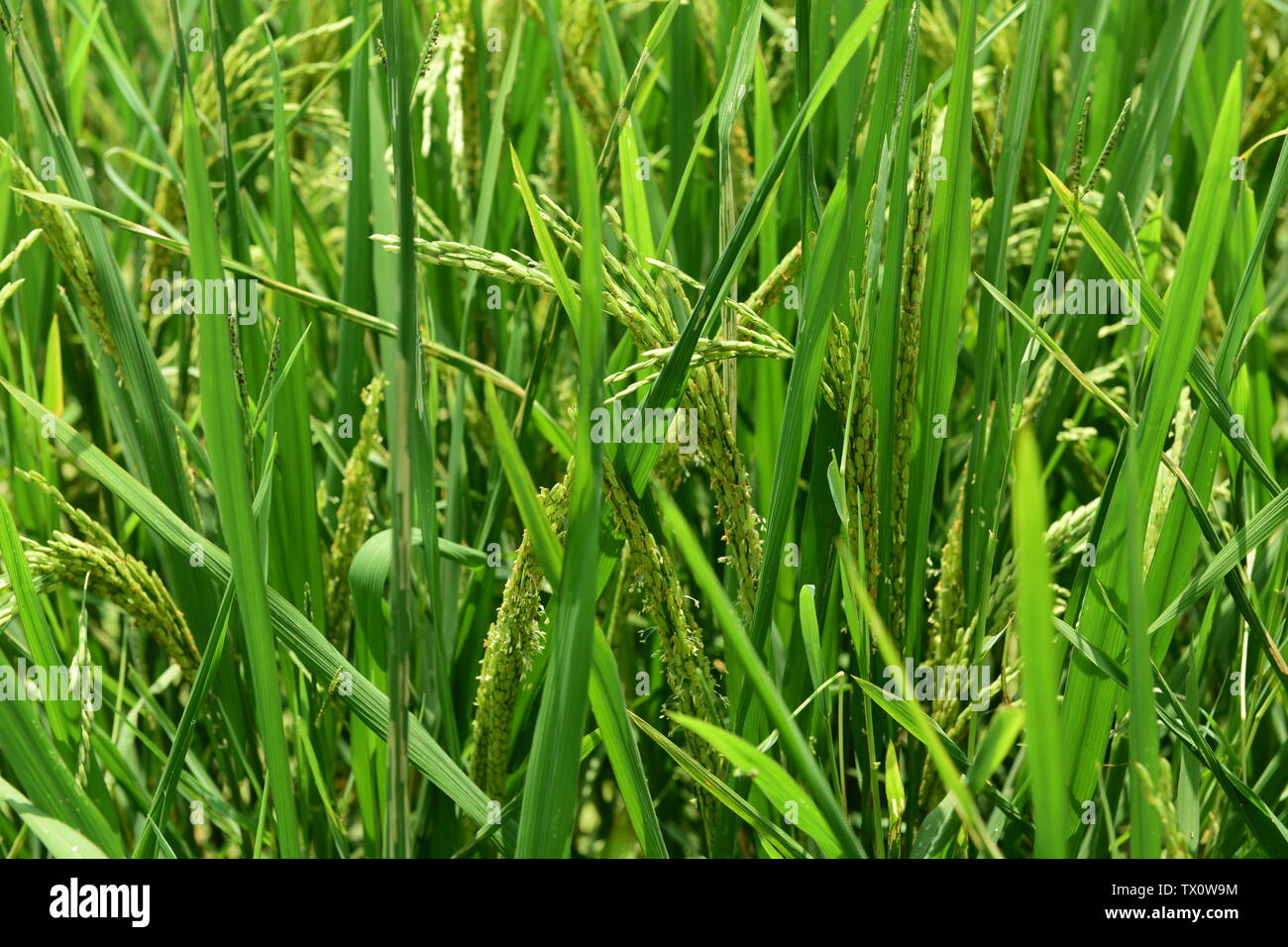 Rice spike paddy field, rice Stock Photo - Alamy