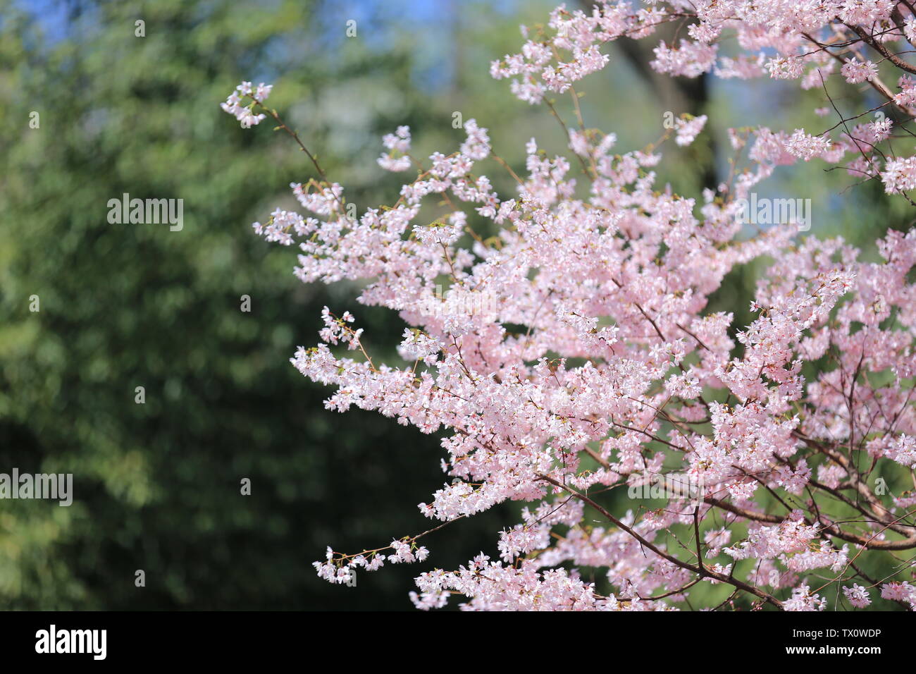 Spring cherry blossoms Stock Photo - Alamy