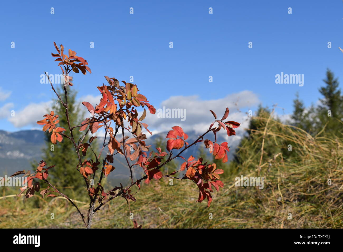 The colours of autumn in the Canadian Rockies Stock Photo - Alamy
