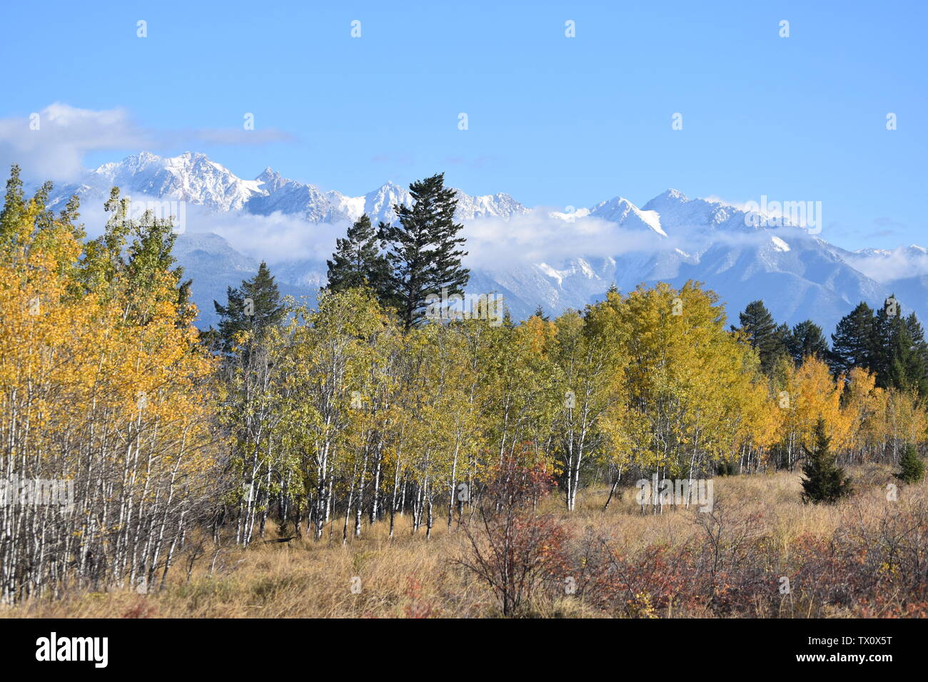 The colours of autumn in the Canadian Rockies Stock Photo - Alamy