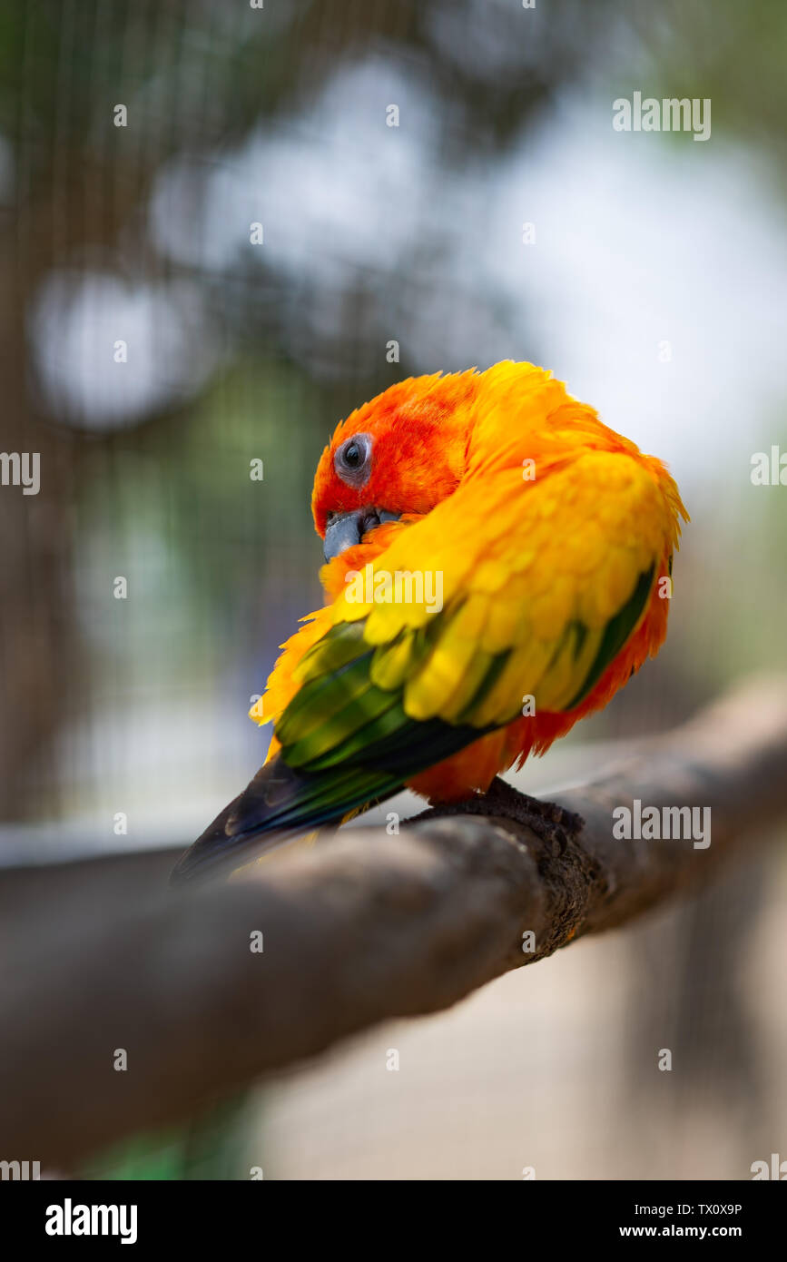 Haikou parrot hi-res stock photography and images - Alamy