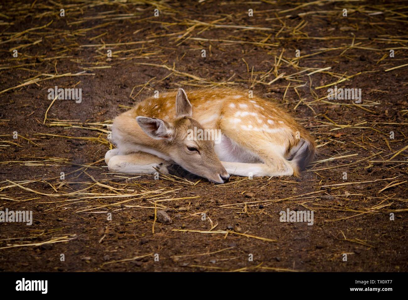 Beautiful deer laying on the ground at a zoo Stock Photo - Alamy